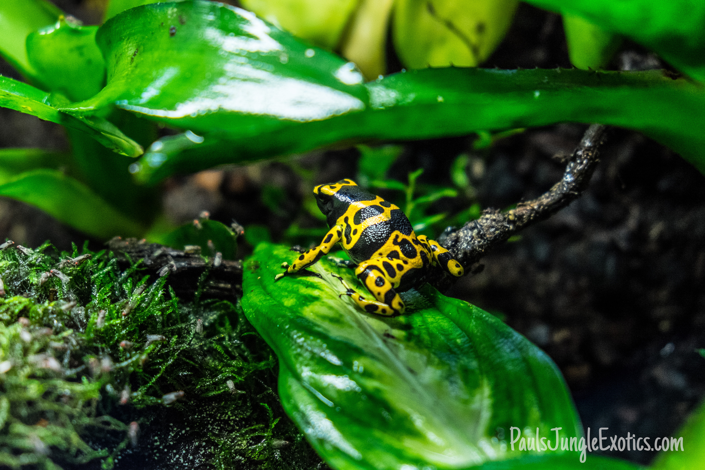 Dendrobates Leucomelas Poison Dart Frog – Rainforest Concepts